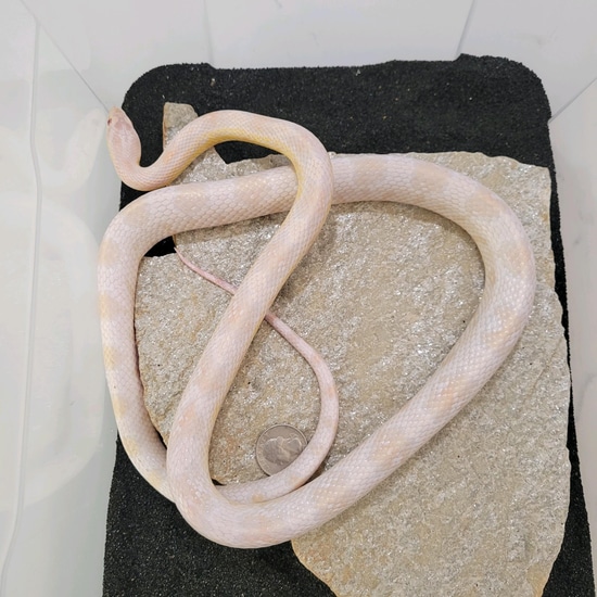 Adult Coral Snow Corn Snake by ReyesReptilesNstuff