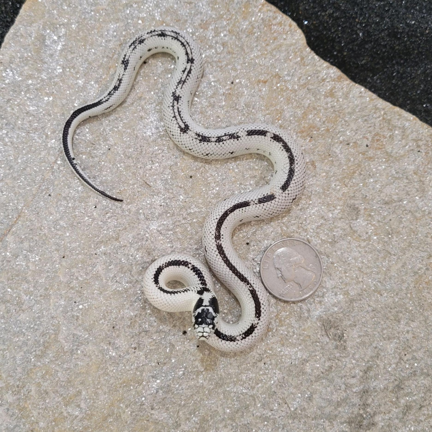 Reverse Striped Het Albino California Kingsnake by ReyesReptilesNstuff ...