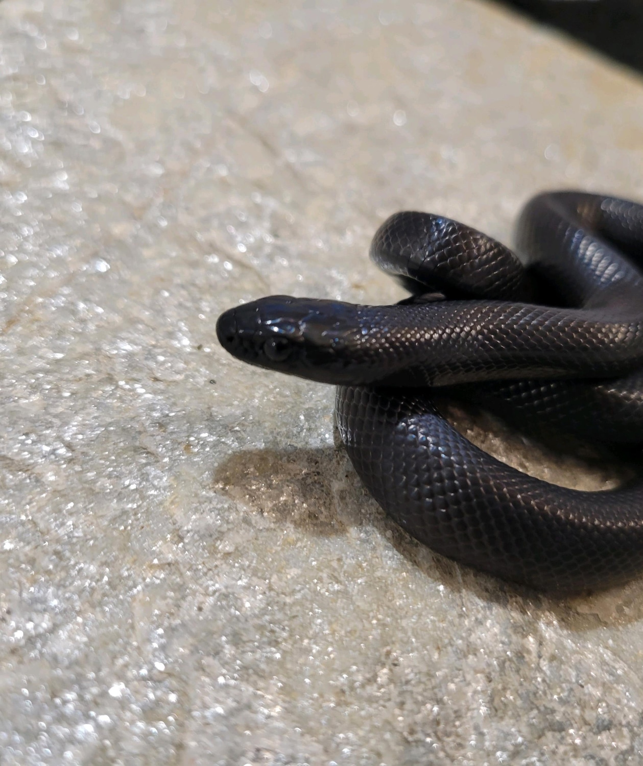 Mexican Black Kingsnake by ReyesReptilesNstuff - MorphMarket