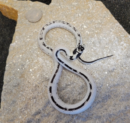 Reverse Striped Het Albino California Kingsnake by ReyesReptilesNstuff