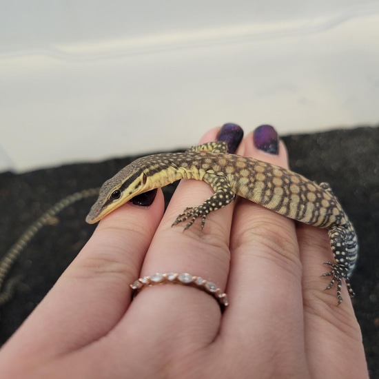 Kimberley Rock Monitors Other Monitor by ReyesReptilesNstuff