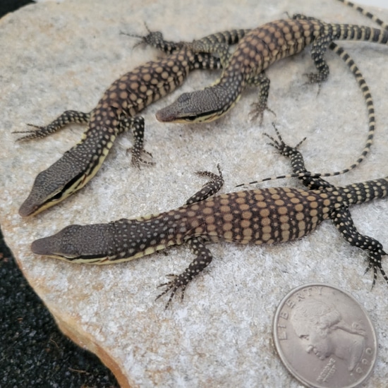 Kimberley Rock Monitors Other Monitor by ReyesReptilesNstuff