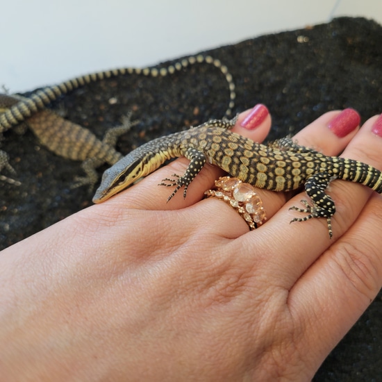 Kimberley Rock Monitors Other Monitor by ReyesReptilesNstuff