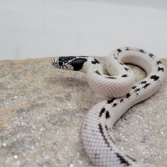 Reverse Striped Het Albino California Kingsnake by ReyesReptilesNstuff