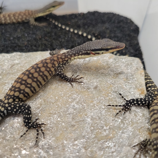 Kimberley "Kimberly" Rock Monitors Other Monitor by ReyesReptilesNstuff