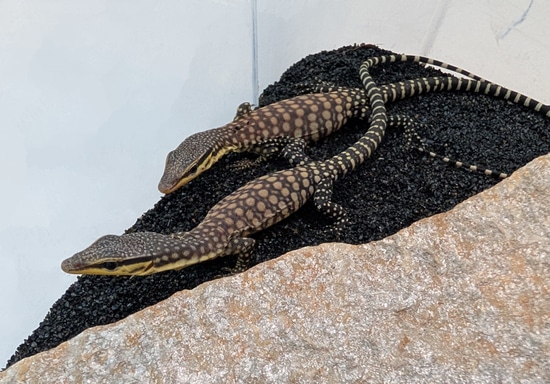 Kimberley "Kimberly" Rock Monitor Other Monitor by ReyesReptilesNstuff