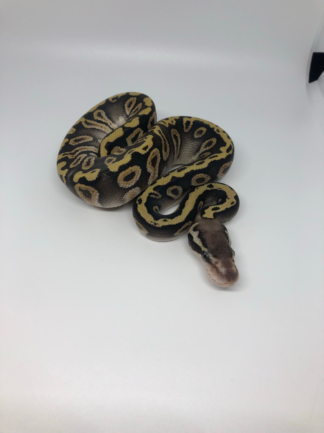 GHI Mystic Pastel Ball Python by RMP Royals - MorphMarket