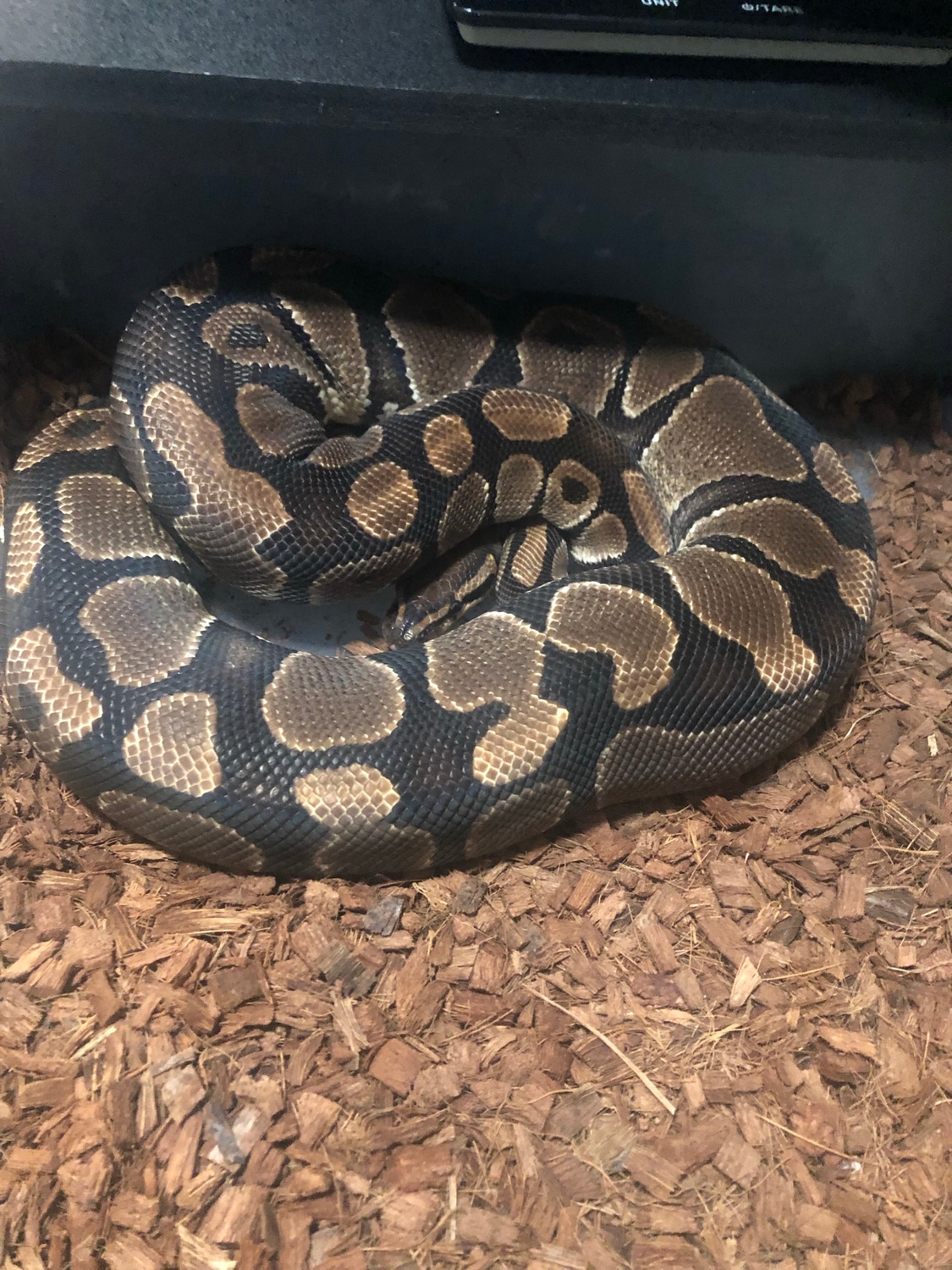 Blade Poss Het Clown Ball Python by RMP Royals - MorphMarket