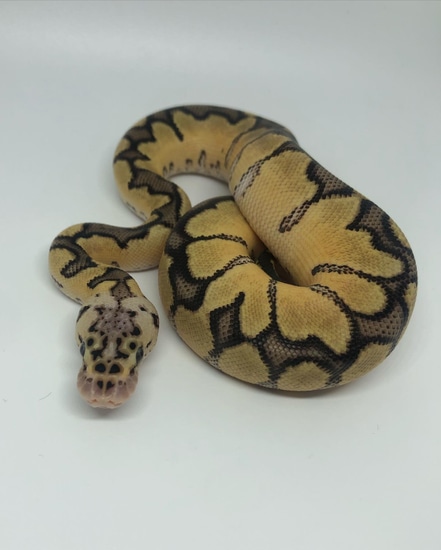 Pastel YB Clown Ball Python by RMP Royals