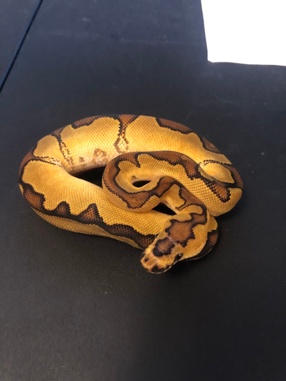 Enchi YB Clown SHIPPING INCLUDED Ball Python by RMP Royals - MorphMarket