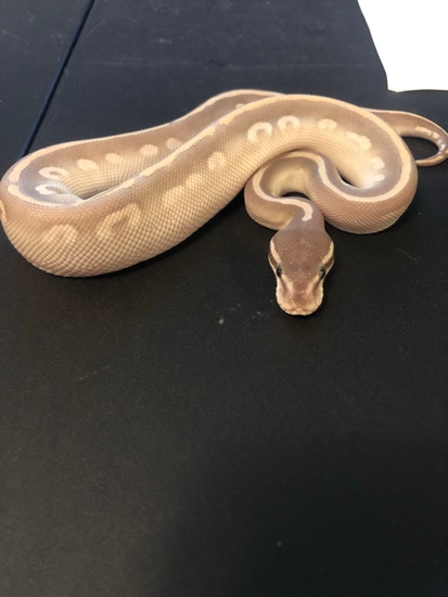 Banana Mystic Potion Ball Python by RMP Royals