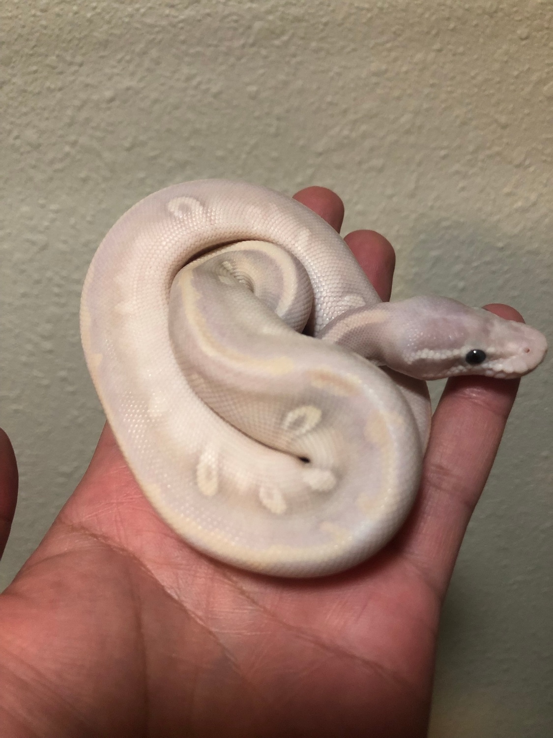 Pastel Banana Mystic Potion Ball Python by RMP Royals - MorphMarket
