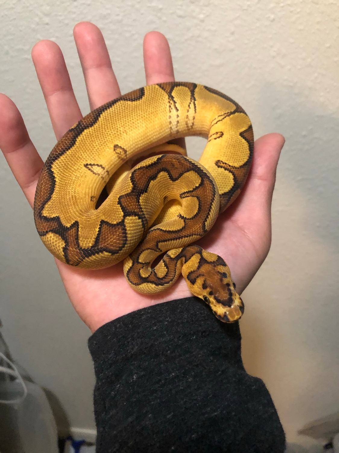 Enchi Yellowbelly Clown Ball Python by RMP Royals - MorphMarket