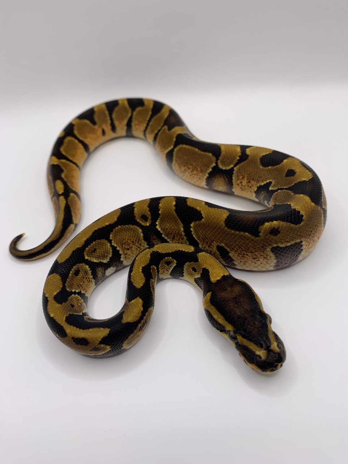 Enchi Ball Python by Reynolds Royal Reptiles - MorphMarket