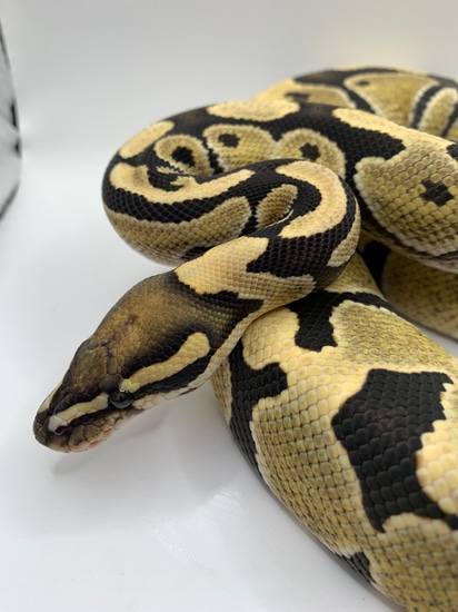 Desert Ghost Ball Python by Reynolds Royal Reptiles