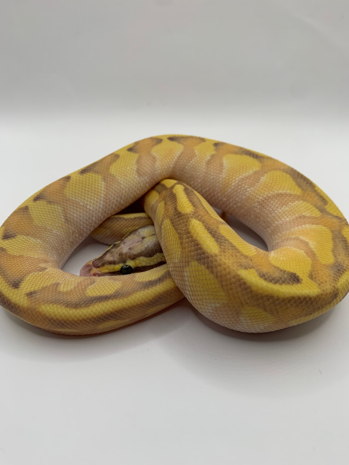 Super Pastel Enchi OD Fire Butter 50% Het Orange Ghost Ball Python by ...