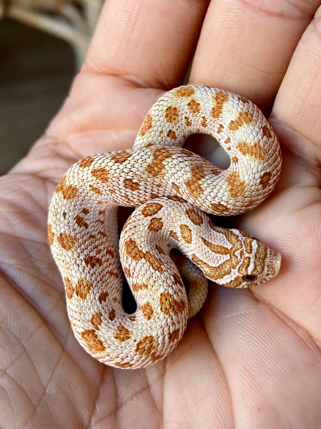 Arctic Conda Toffe Western Hognose by RFB_HognoseSnake - MorphMarket