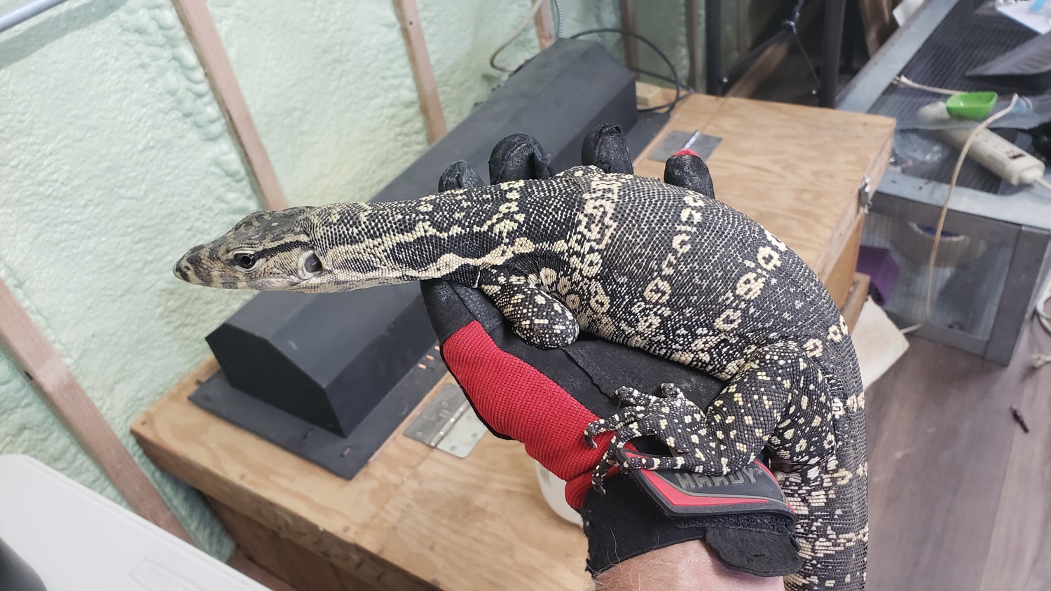 Male Sumatran Water Monitor by Tortuga Flats - MorphMarket
