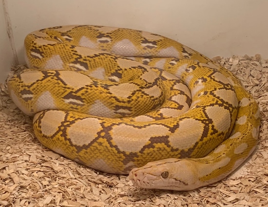 Platinum Mochino Reticulated Python by Ferrell Captives