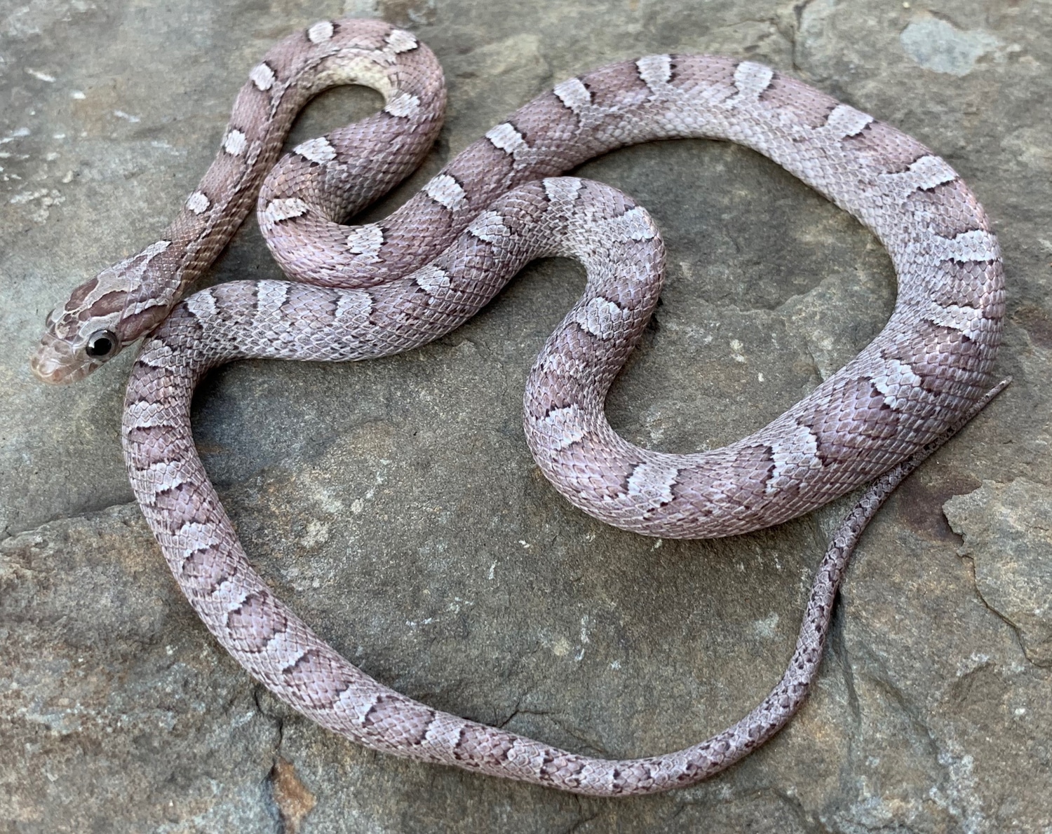 Granite 66% PH Terrazzo Lavender Amel Charcoal Corn Snake by Ferrell ...