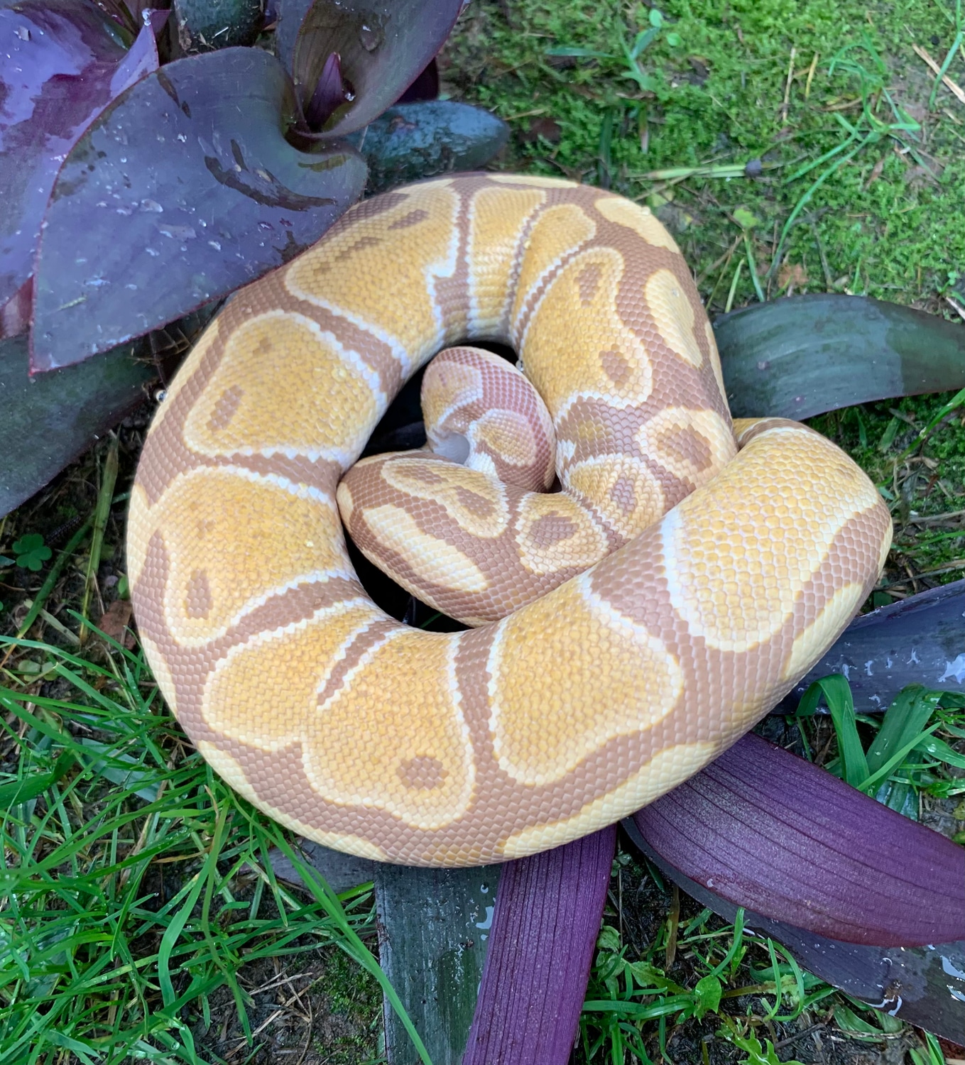 Ultramel Ball Python by Ferrell Captives - MorphMarket
