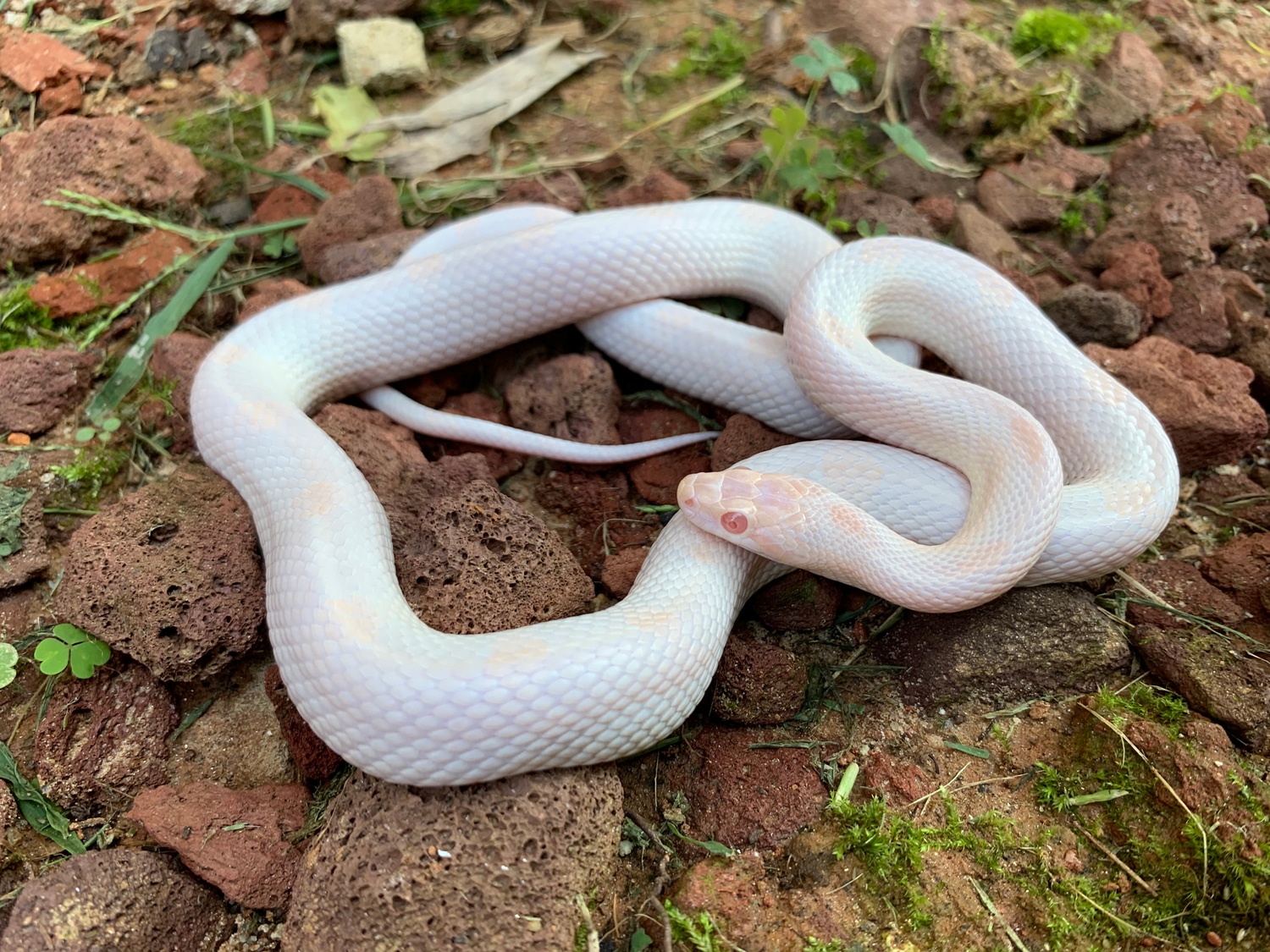 Opal 66% PH MOTLEY 66% PH Hypo Corn Snake by Ferrell Captives - MorphMarket