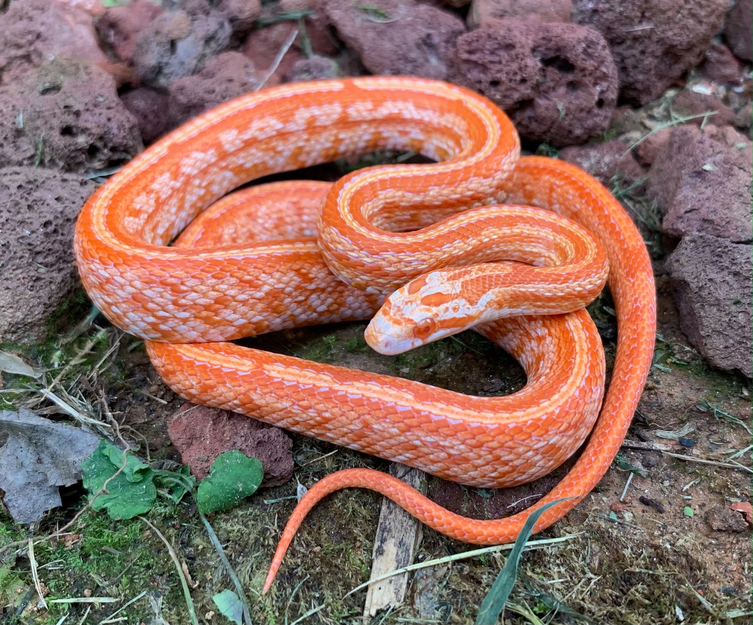 Visual Peach Amel Tessera 100% Het Lavender 100% Het Bloodred 50% Het ...
