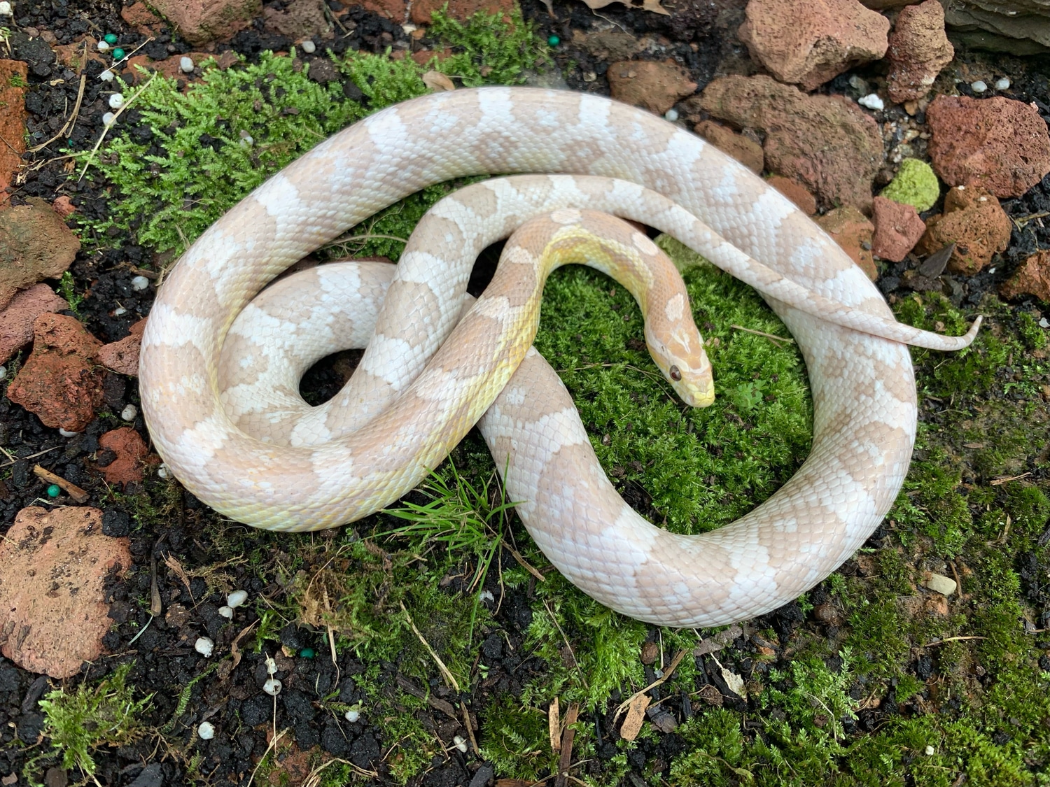 Ultramel Anery Hypoberry Corn Snake by Ferrell Captives - MorphMarket