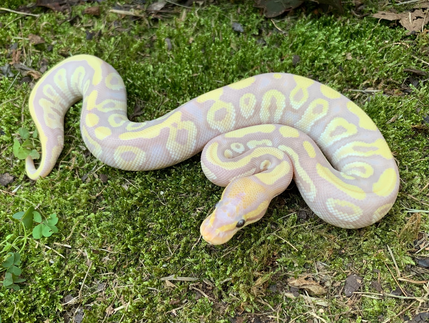 Banana Mojave Fire Ball Python by Ferrell Captives - MorphMarket