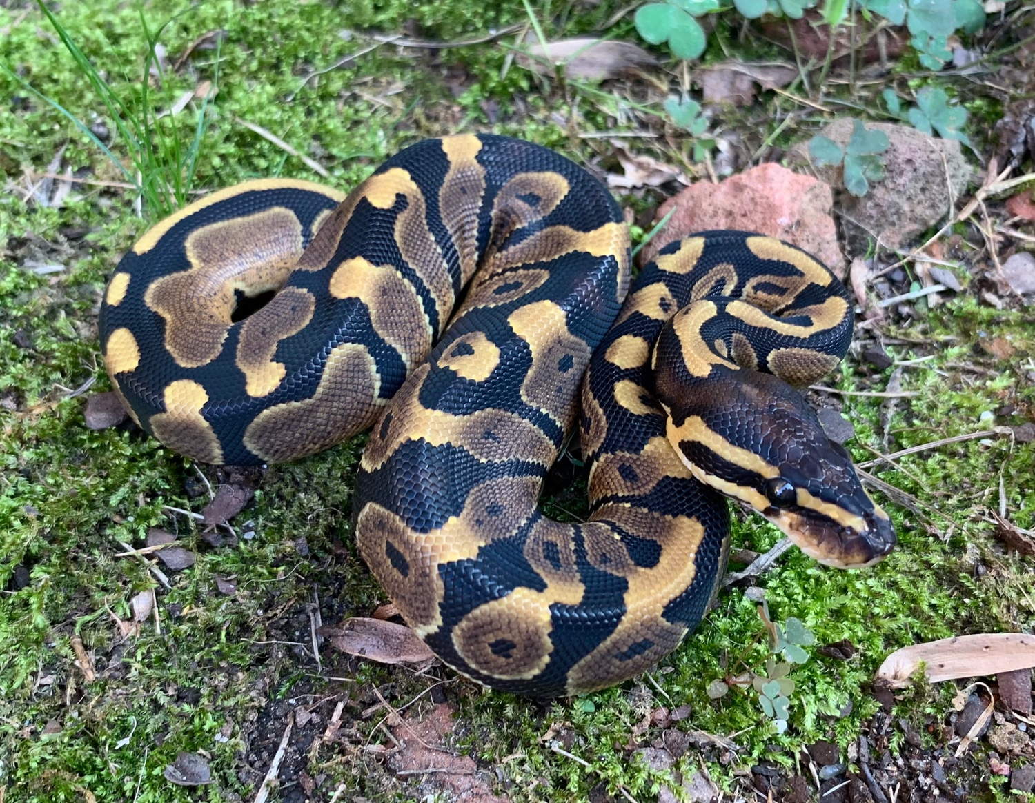 Normal 66% Het Pied 66% Ultramel 66% Caramel Ball Python by Ferrell ...