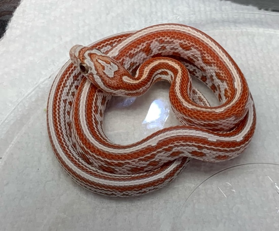 Candy Cane Ultramel Tessera 66% Het Caramel Corn Snake by Ferrell Captives