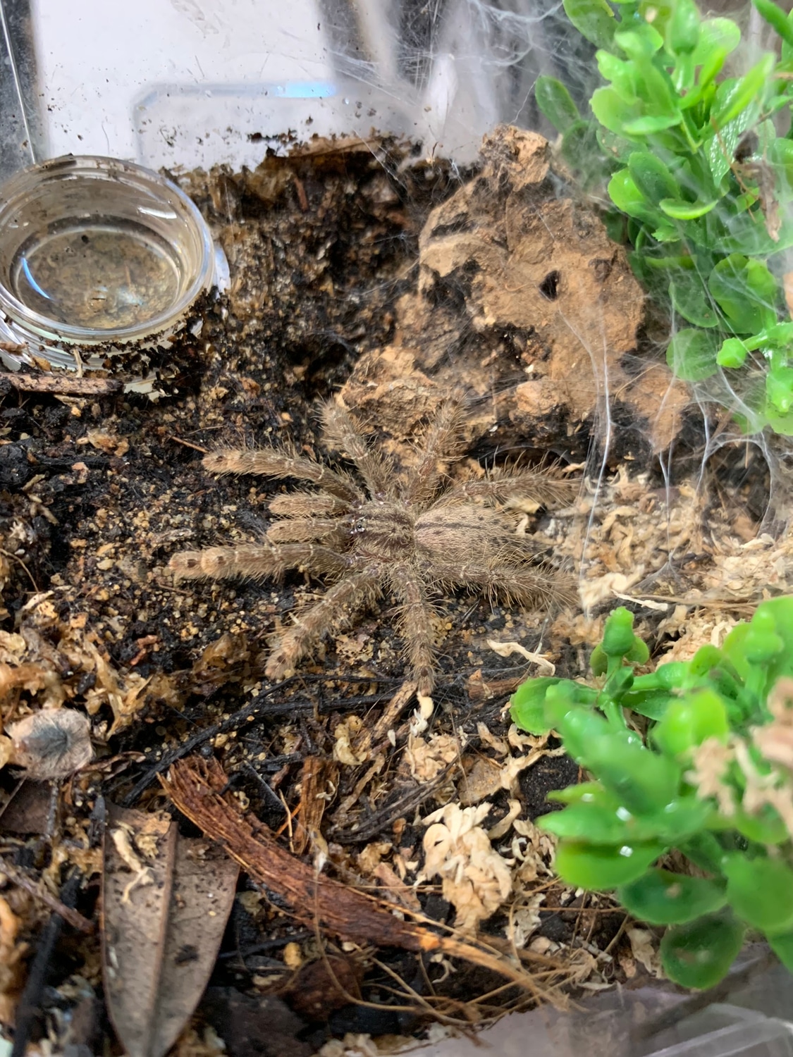 2 Inch Unsexed Stromatoplma Calceatum Feather Leg Baboon Tarantula by ...