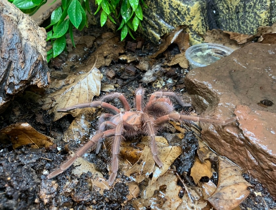 5 In Female Phormictopus Cancerides Tarantula by Ferrell Captives