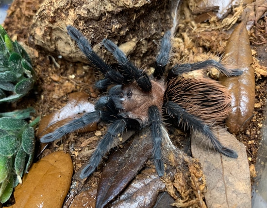 3 In Tlitocatl Verdezi- Mexican Rose Gray Tarantula by Ferrell Captives