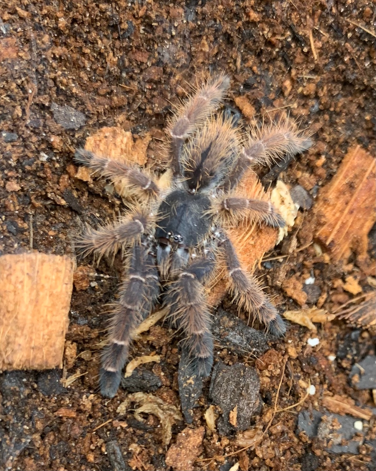 Orphnaecus Sp. Blue Penay- Penay Blue Earth Tiger: 3 Inch Unsexed ...