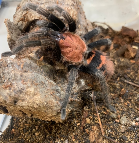 Davus Pentaloris - Guatemalan Tiger Rump: 4 Inch Tarantula by Ferrell ...
