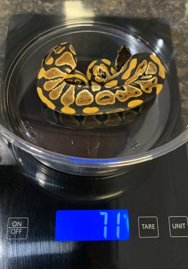 Orange Dream 100% Het Ultramel 50% Het Albino 50% Het Cryptic Ball ...