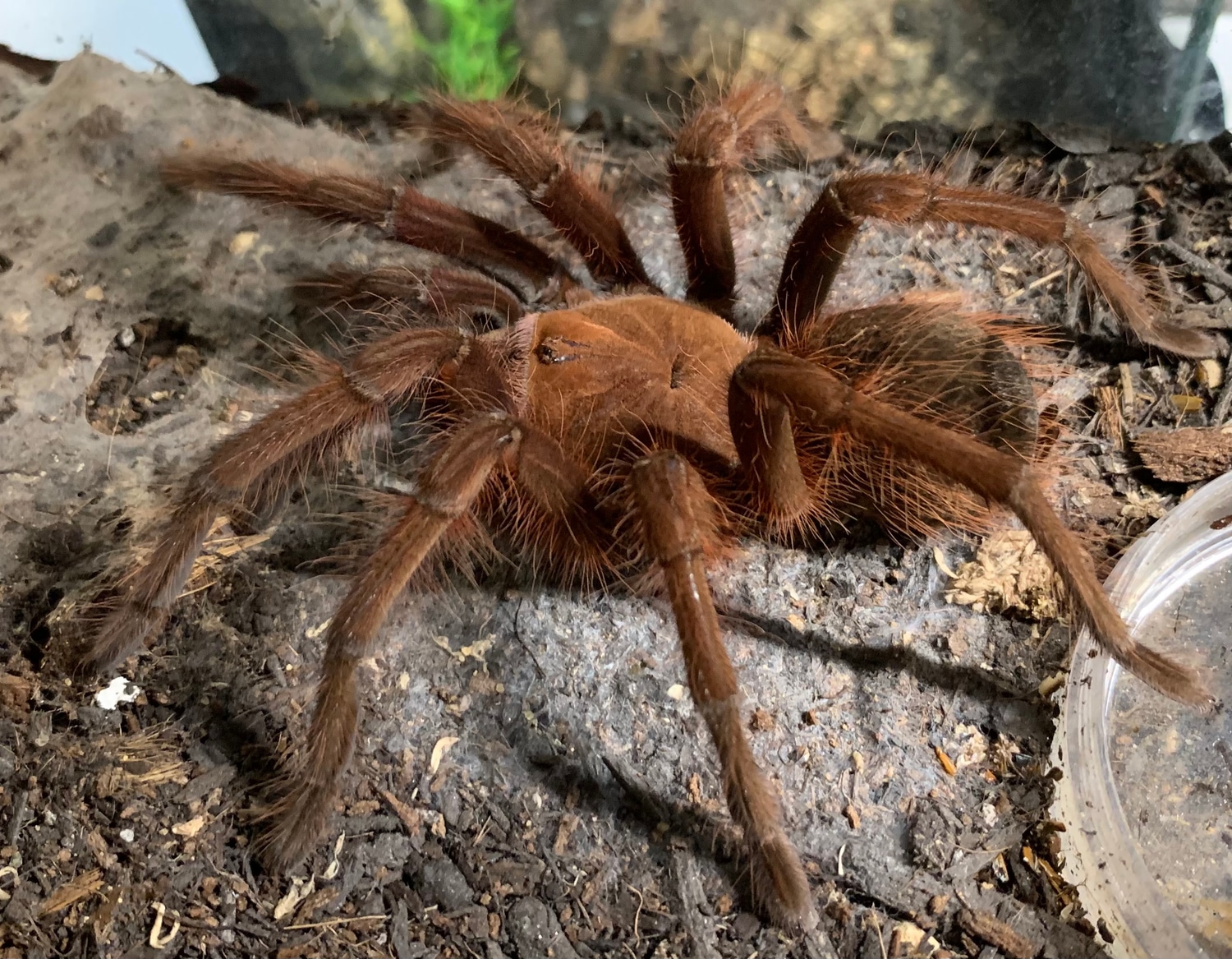 6 In Theraphosa Apophysis- Pink Foot Goliath Bird Eater Tarantula by ...