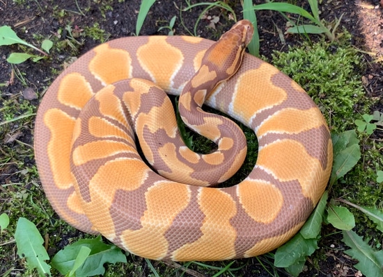 Orange Dream Ultramel 50% Het Albino 50% Het Cryptic Ball Python by Ferrell Captives