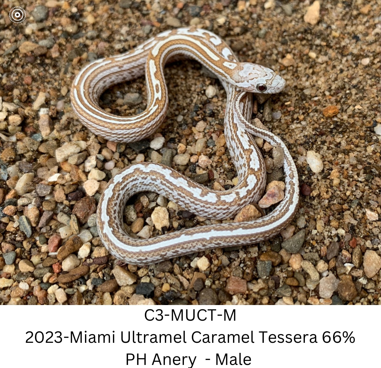 Miami Ultramel Caramel Tessera 66% Het Anery Corn Snake by Ferrell ...