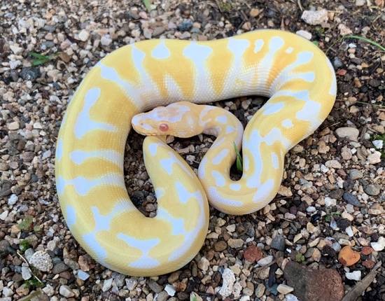 Orange Dream Ultramel Albino Cryptic Ball Python by Ferrell Captives