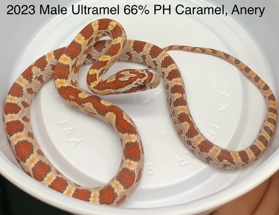 Ultramel 66% Het Caramel 66% Het Anery Corn Snake by Ferrell Captives