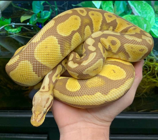2022 Female Orange Dream Pastel Ultramel 50% PH Cryptic Albino Ball ...