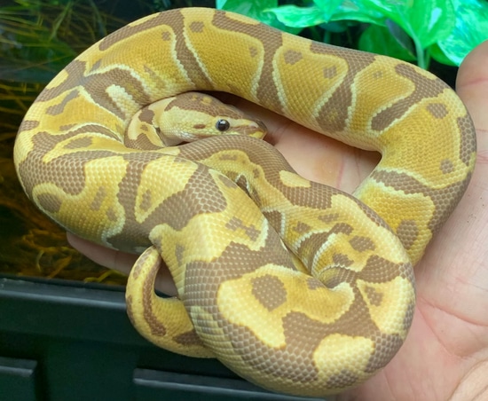 Orange Dream Ultramel Cryptic 66% Het Albino Ball Python by Ferrell ...