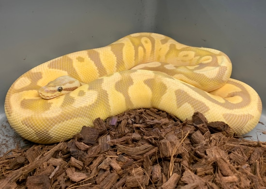 1000 GRAMS!! Possible Orange Dream Pastel Fire Ultramel 50% Het Cryptic 50% Het Albino Ball ...