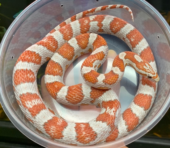 Miami Ultramel Corn Snake by Ferrell Captives