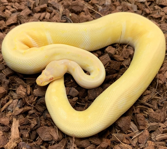 Pinstripe Ultramel Albino Cryptic Ball Python by Ferrell Captives
