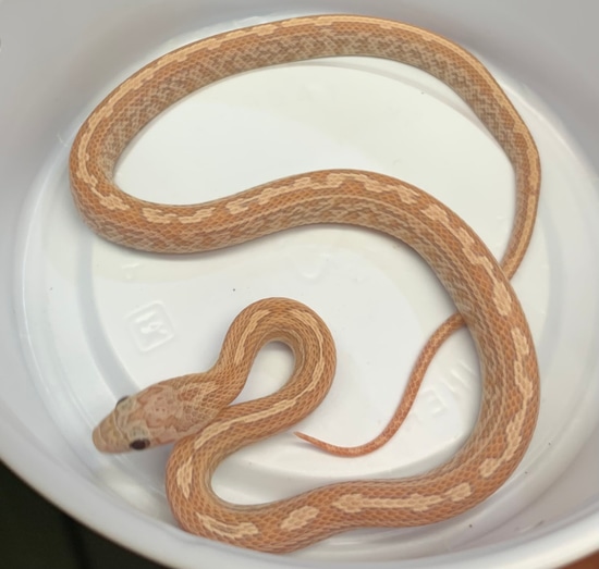 Orchid Tessera 66% Het Hypo 66% Het Strawberry 50% Het Motley 50% Het ...
