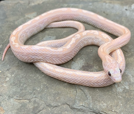**See Description** Orchid Tessera Corn Snake by Ferrell Captives