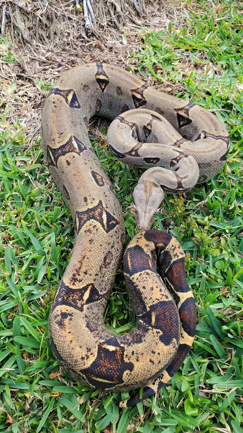 Iquitos Cructhfield Peruvian True Red-Tailed Boa Constrictor by All ...